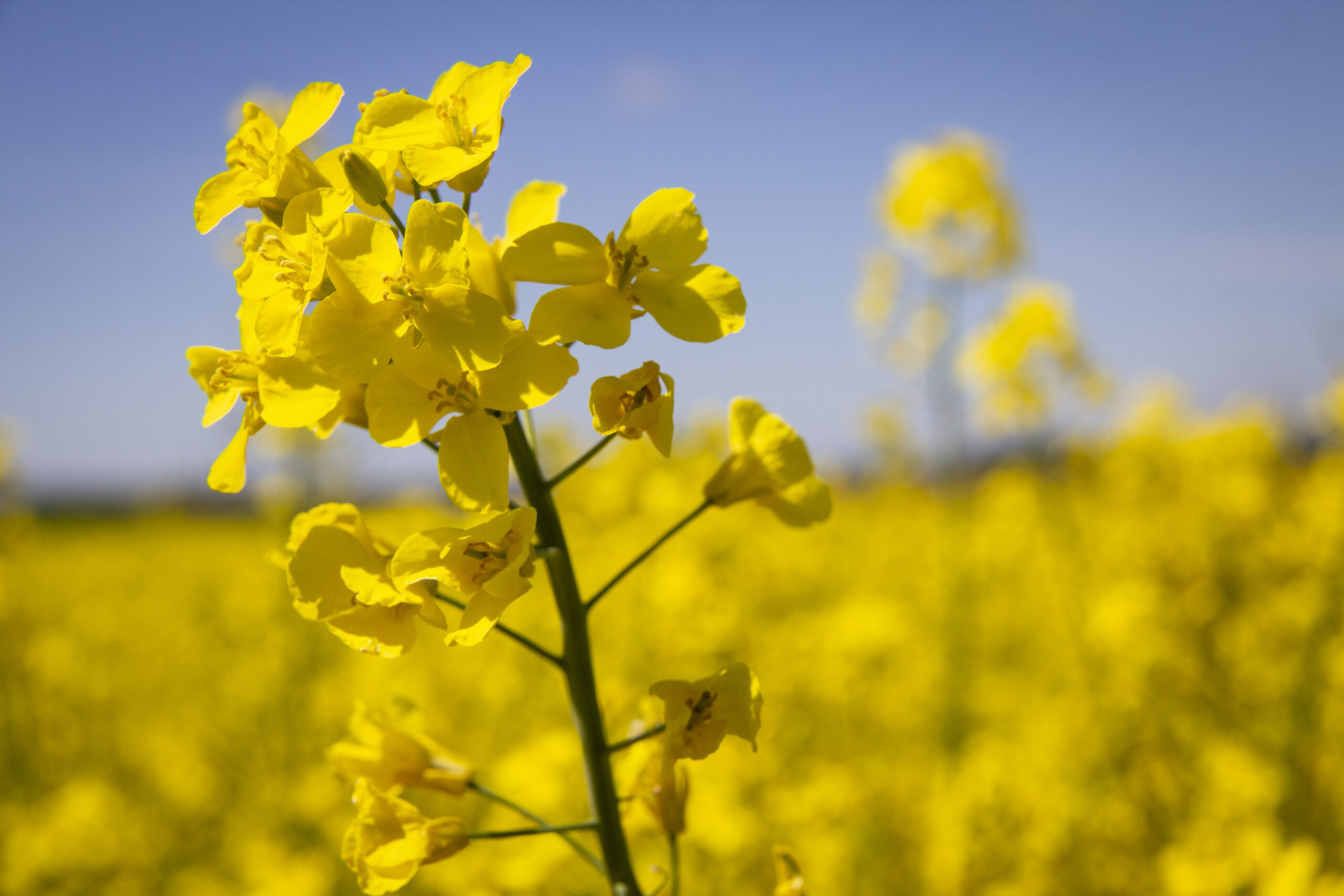 RGT Trezzor - Hochleistungs-Rapssorte für Optimale Erträge | RAGT ...