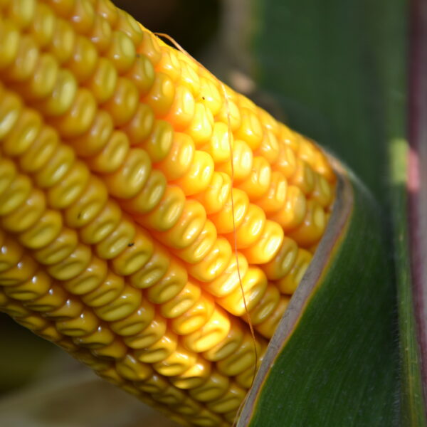 RGT Exxposition - Dem Himmel ein Stück näher | RAGT Österreich